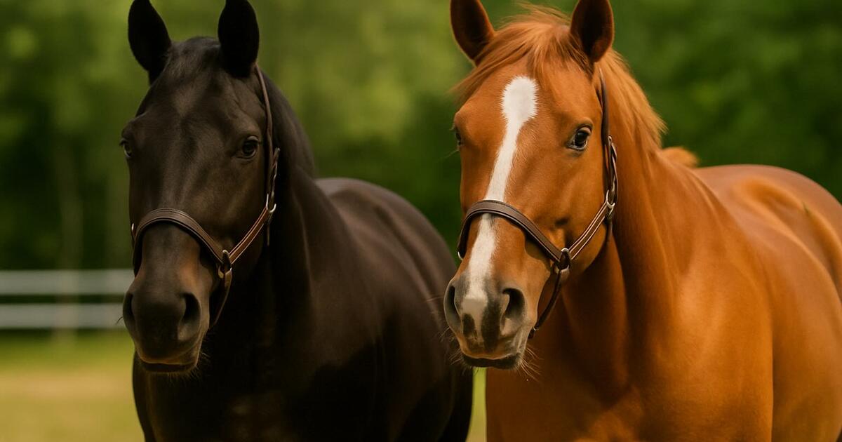 Racehorse Profiles & Form Guide | Horise